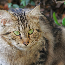 Dierenarts voor katten | Dierenartsenpraktijk berg en dal